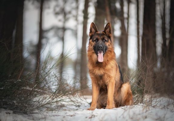 Kinh nghiệm nuôi chó Becgie (chó chăn cừu Đức) toàn diện từ A-Z