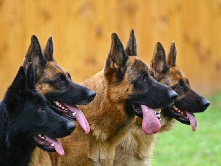 Kinh nghiệm nuôi chó Becgie (chó chăn cừu Đức) toàn diện từ A-Z